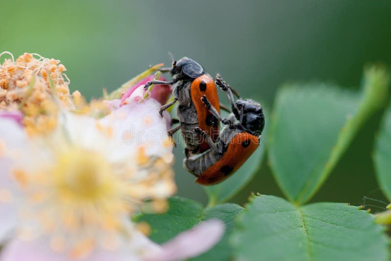Beetles copulate on leaves stock photo. Image of nature - 181966804