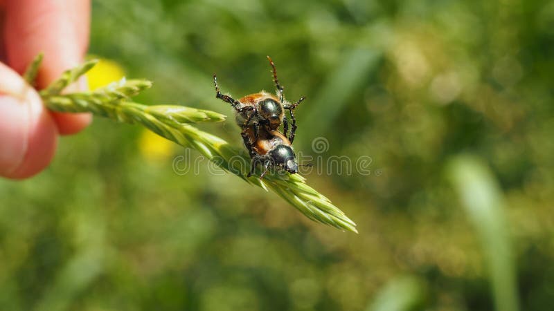 Beetles are Copulating on Cereal Ear, Front View Stock Photo - Image of ...