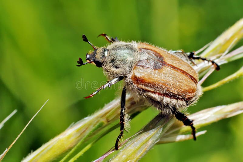 Summer Chafer Amphimallon Solstitiale Stock Image - Image of arthropod ...