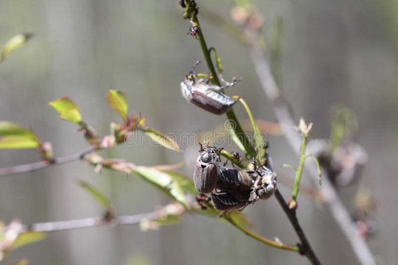 Beetles Eat the Leaves of the Trees. Stock Image - Image of fauna, wing ...