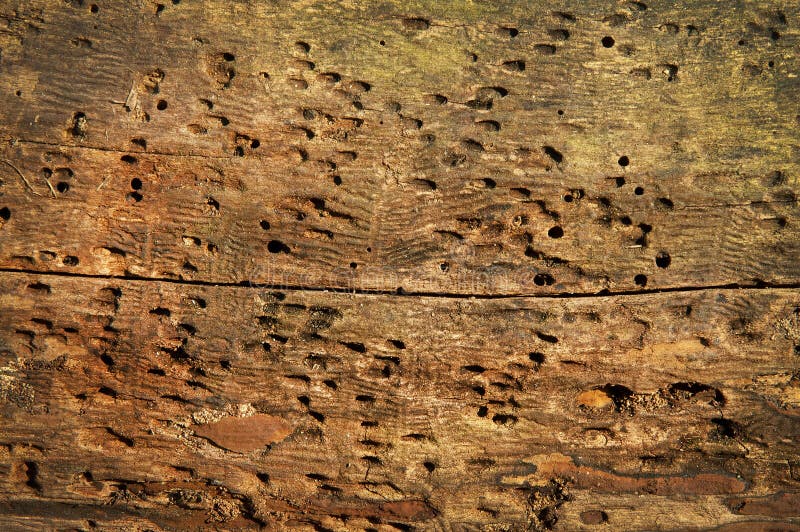 Wood worm holes stock photo. Image of background, brown - 8094742
