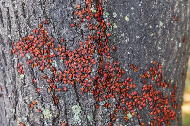 Red beetles on a tree stock photo. Image of arthropod - 255536338