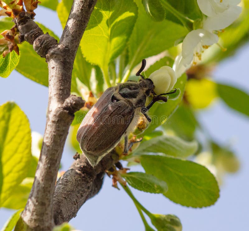 Beetles on the Flowers of a Fruit Tree in Spring. Stock Image - Image ...