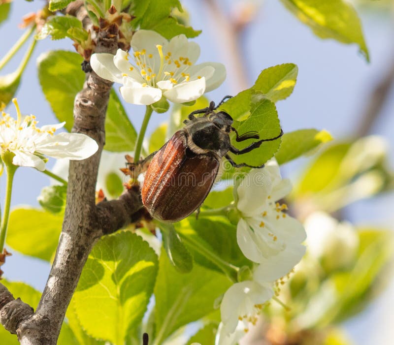 Beetles on the Flowers of a Fruit Tree in Spring. Stock Image - Image ...