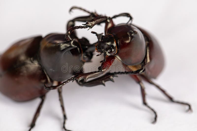 Beetles, Insects, Bugs are a Group of Insects Form the Order Coleoptera ...