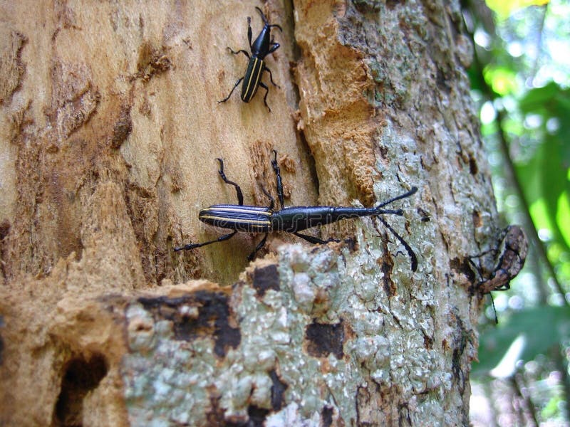 Beetles stock image. Image of guatemala, insects, beetles - 66308225