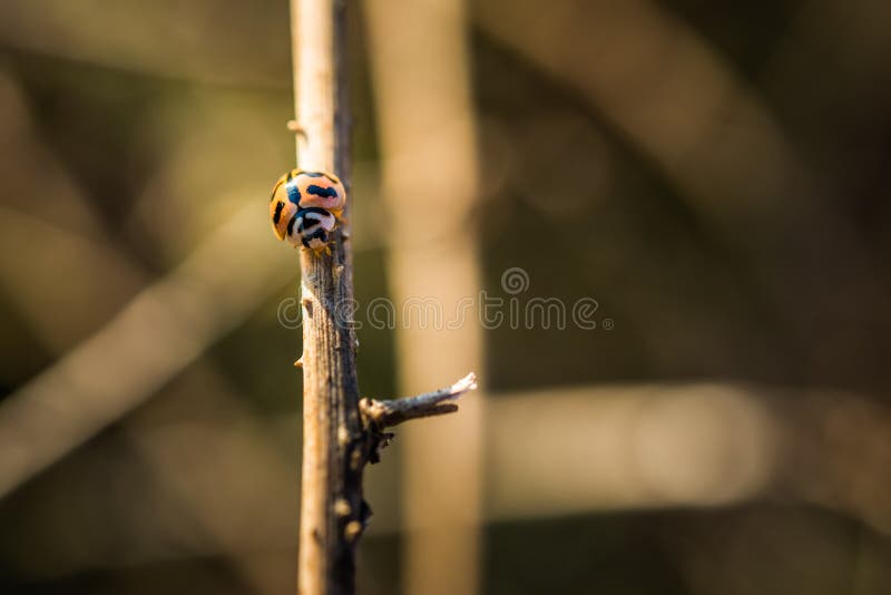 Beautiful Ladybug on the Branch Stock Photo - Image of bright, garden ...