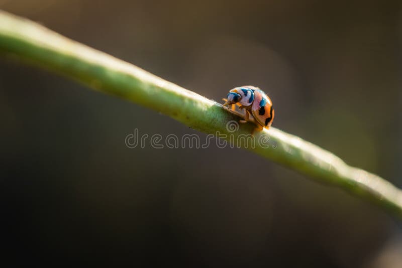 Beautiful Ladybug on the Branch Stock Image - Image of macro, plant ...