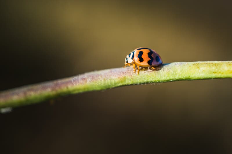 Beautiful Ladybug on the Branch Stock Photo - Image of small, nature ...