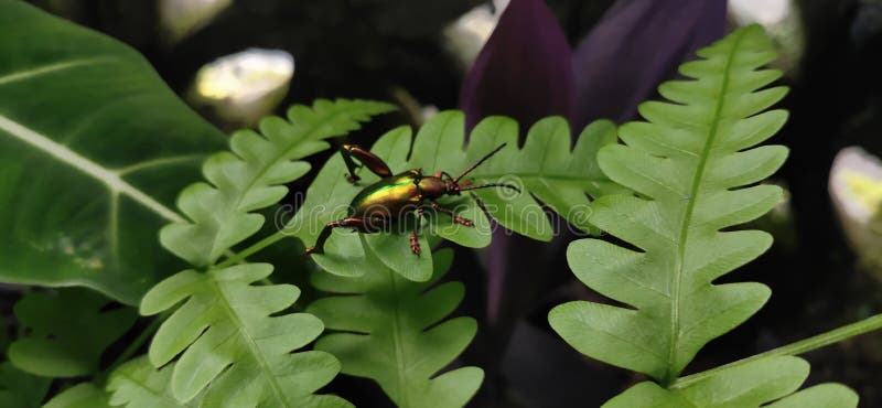 Beetles are on the Leaves of Plants Stock Image - Image of green ...