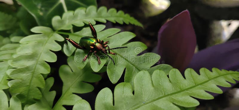 Beetles are on the Leaves of Plants Stock Image - Image of beetles ...