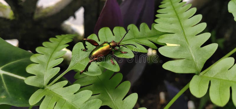 Beetles are on the Leaves of Plants Stock Image - Image of blossom ...