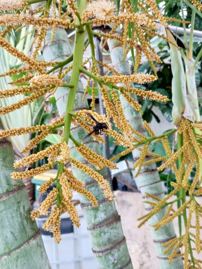 Beetles Looking for Nectar on Yellow Palm Tree Stock Image - Image of ...