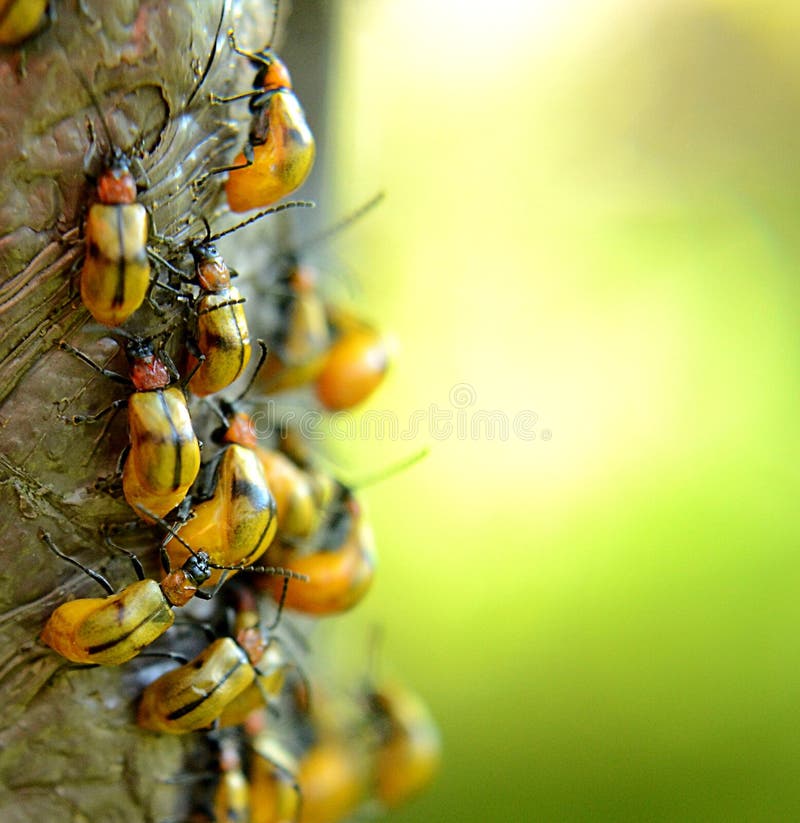 646 Beetles Walking Stock Photos - Free & Royalty-Free Stock Photos ...