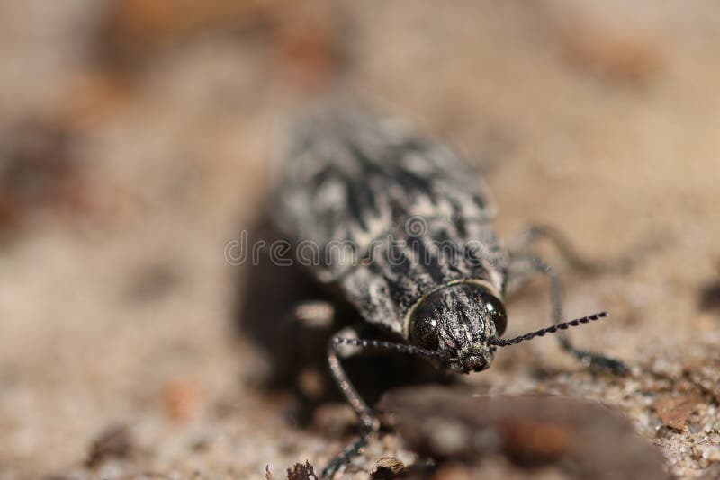 Bug stock photo. Image of animal, isolated, spring, pest - 223578534
