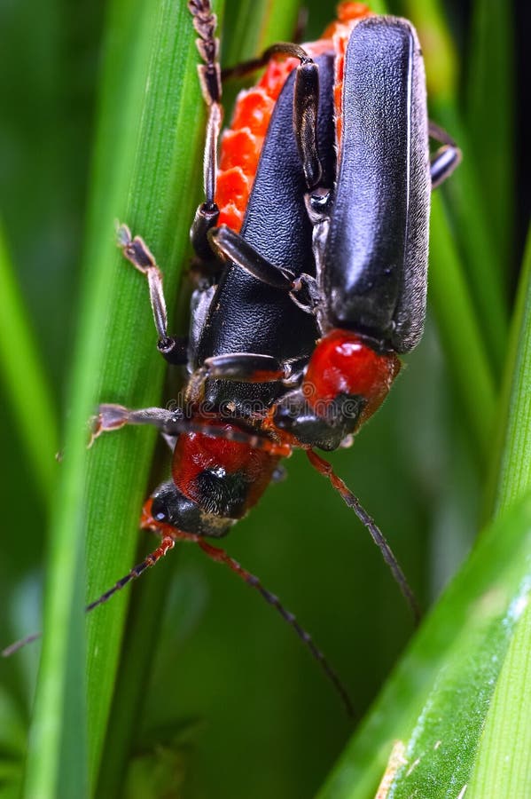 Beetles mating stock image. Image of couple, cantharidae - 2380431