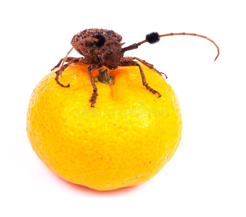 Beetles Orange Stock Photos - Download 851 Royalty Free Photos