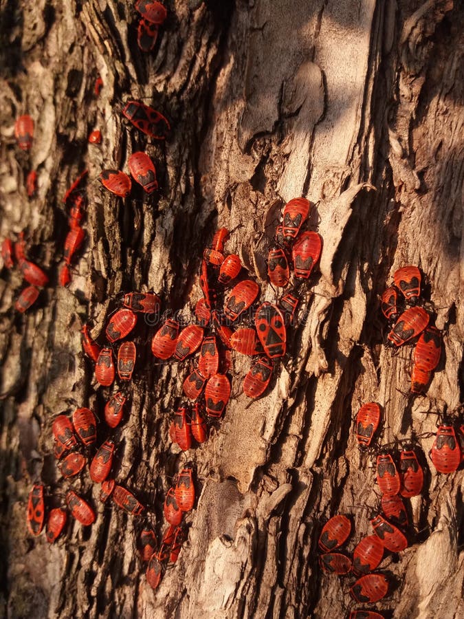 Beetles stock photo. Image of soldier, tree, insect, beetles - 99896180