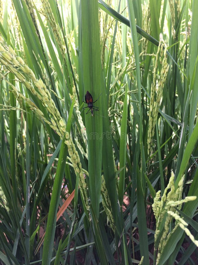 Beetles and rice stock image. Image of beetle, sitting - 240373811