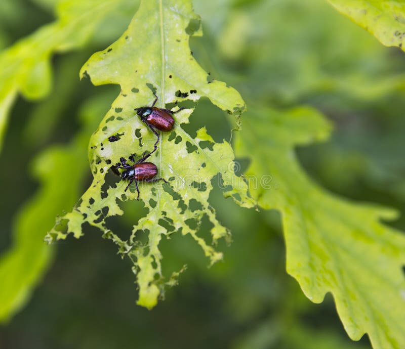 Japanese Beetle stock image. Image of autumn, damage - 15506453