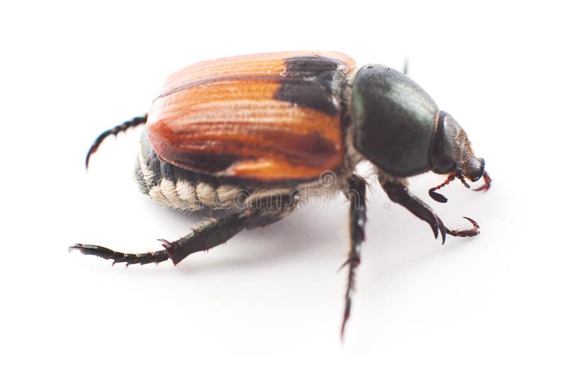 79,579 Beetling Φωτογραφίες - Δωρεάν & Royalty Free Φωτογραφίες από το ...