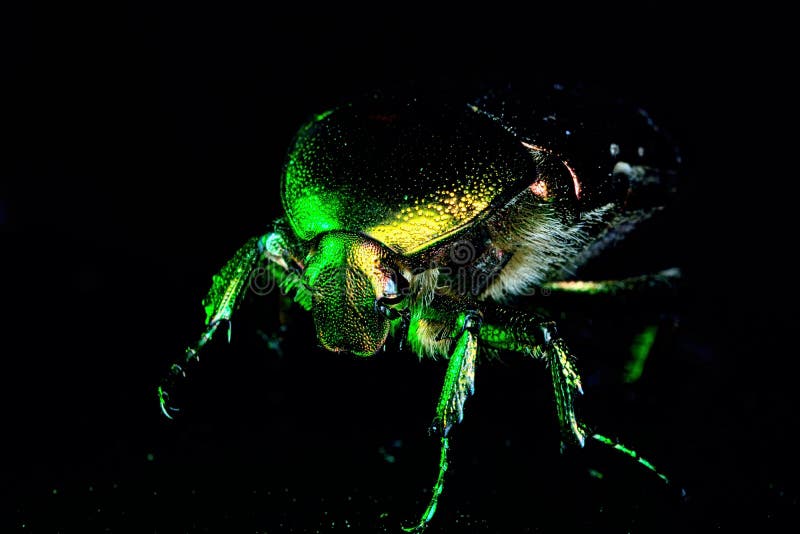 79,579 Beetling Φωτογραφίες - Δωρεάν & Royalty Free Φωτογραφίες από το ...