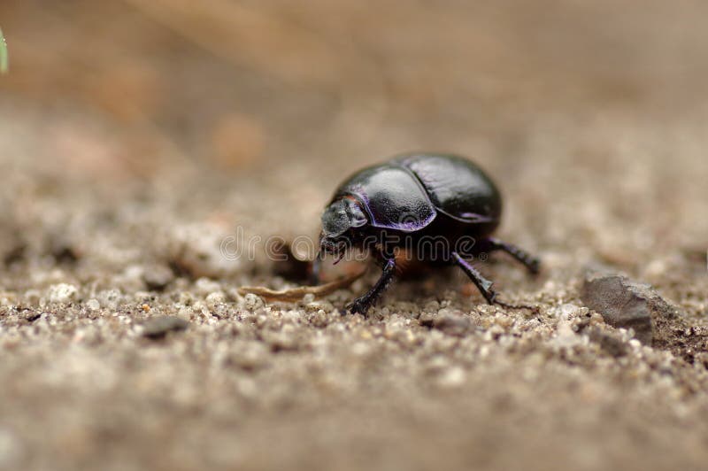 79,579 Beetling Φωτογραφίες - Δωρεάν & Royalty Free Φωτογραφίες από το ...