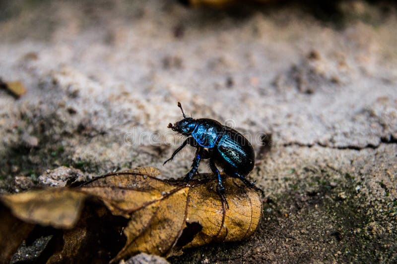 79,579 Beetling Φωτογραφίες - Δωρεάν & Royalty Free Φωτογραφίες από το ...