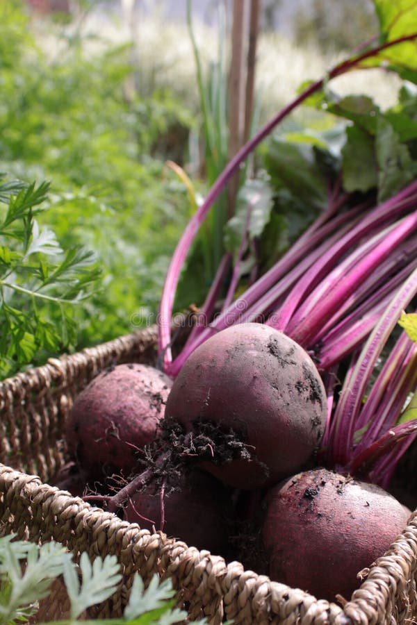 Beetroot stock image. Image of organic, eating, crop - 10035107