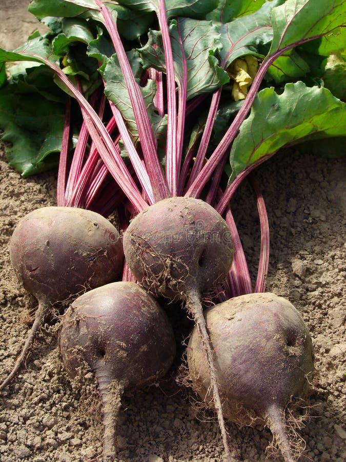 Beetroot stock image. Image of fresh, garden, nature - 10230021