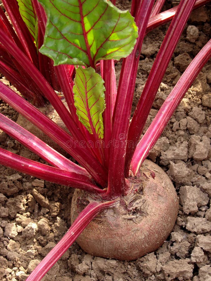 Beetroot stock image. Image of fresh, garden, nature - 10230021