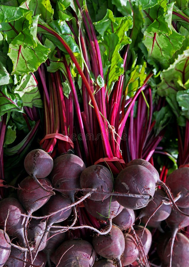 Beetroot stock photo. Image of fresh, root, food, healthy - 25731818