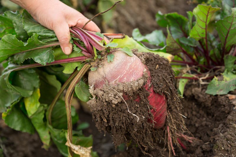 Beetroot stock image. Image of fresh, garden, health - 26945327