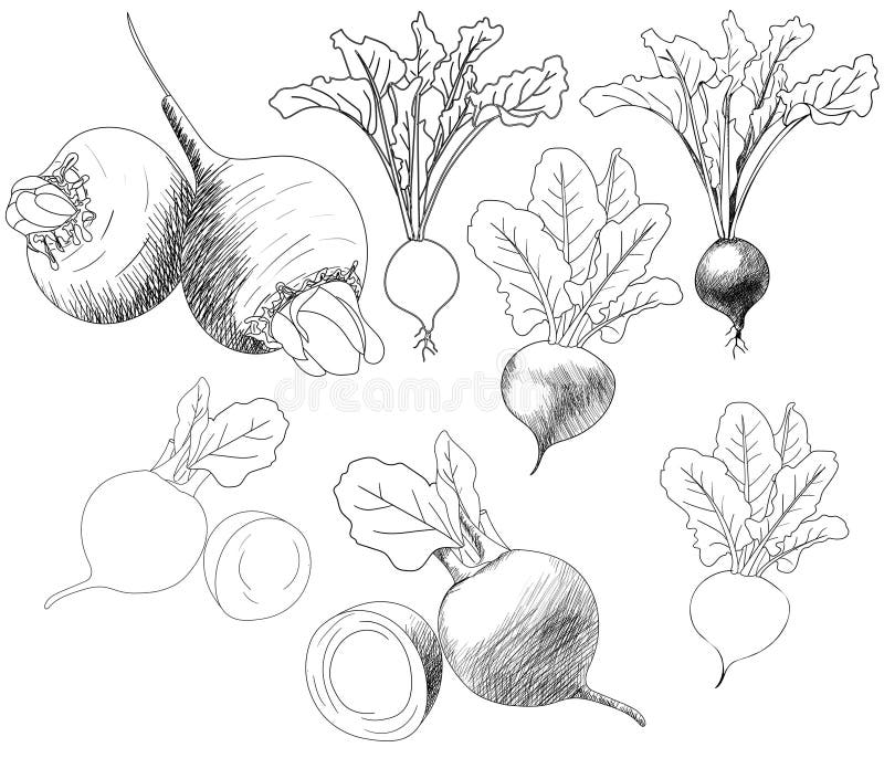Outline Beetroot Stock Illustrations – 2,720 Outline Beetroot Stock ...