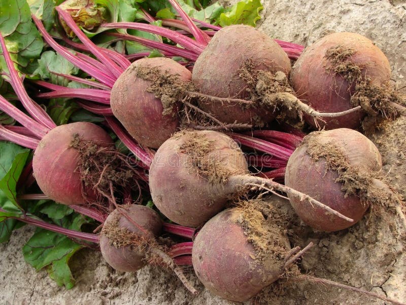 Beetroot stock photo. Image of piece, organic, beautiful - 29479172