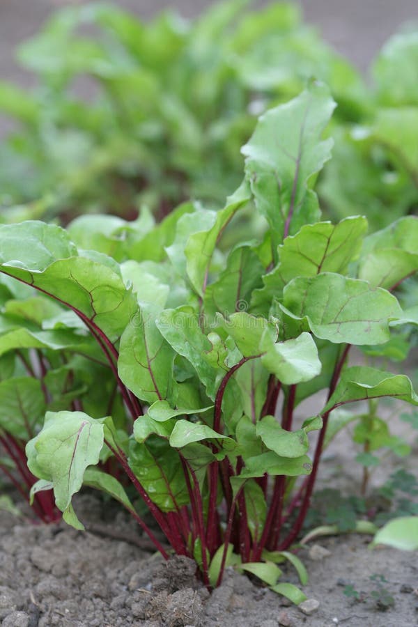 5,544 Beetroots Stock Photos - Free & Royalty-Free Stock Photos from ...