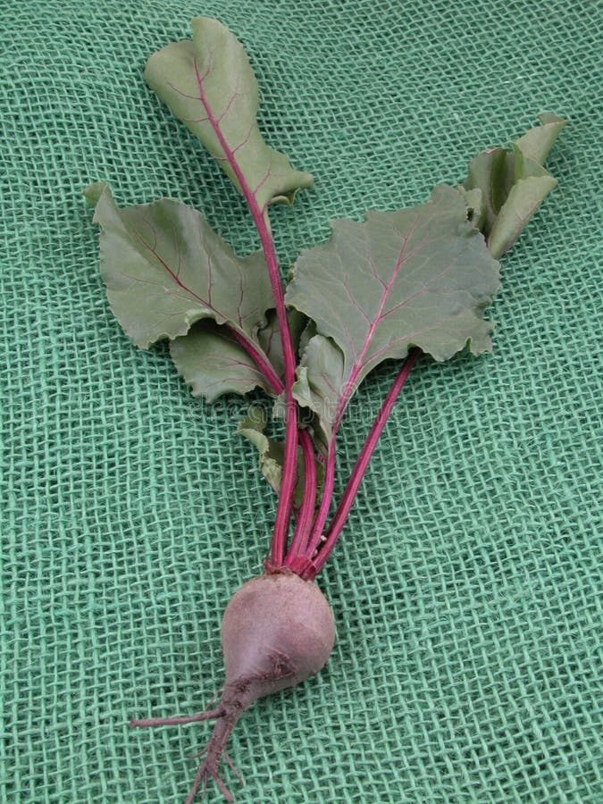 Beetroot stock image. Image of plant, beetroot, salad, candy - 495201