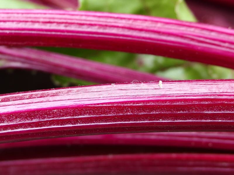 Beetroot stock photo. Image of diet, gardens, shining - 58429090