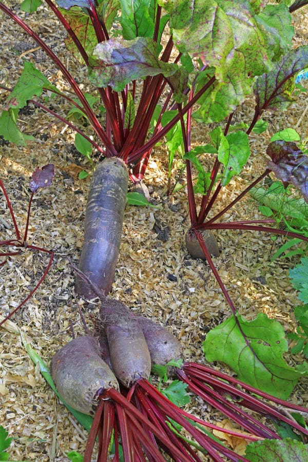 Beetroot stock image. Image of crop, root, beetroots - 83882803