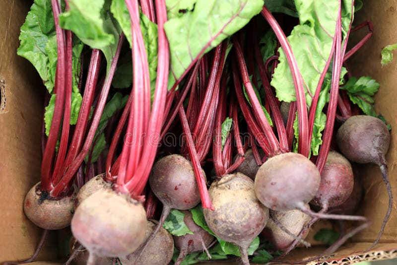 Beetroot in box stock photo. Image of harvesting, fresh - 130324746