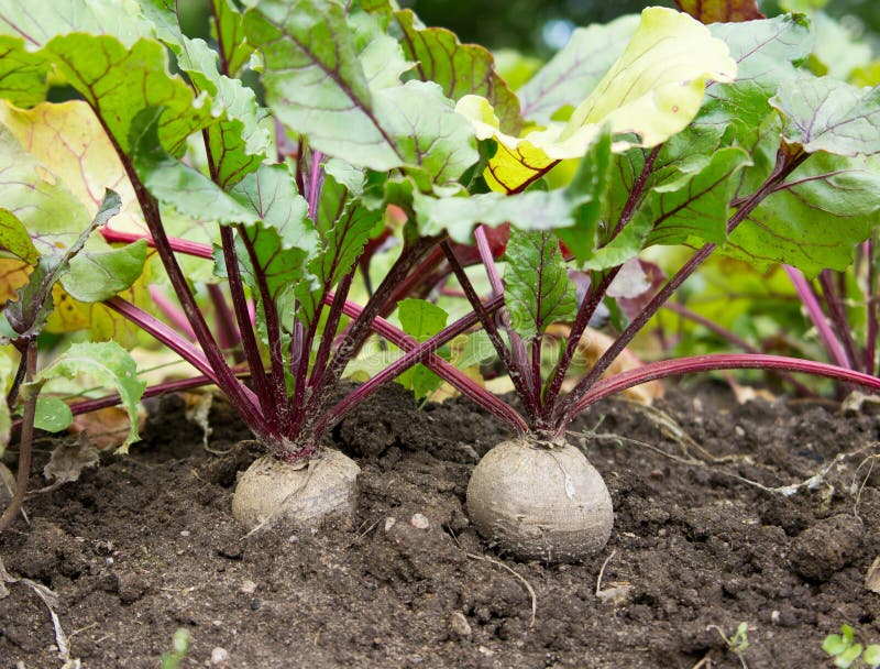 Young Beetroot Plants stock image. Image of plug, agriculture - 55878897