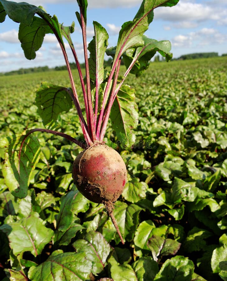 Beetroot field. stock photo. Image of detail, leaf, blue - 20664196