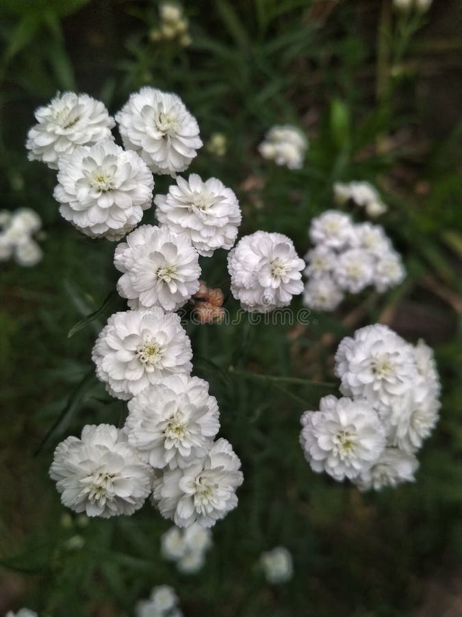 Beetroot flowers stock image. Image of beetroot, like - 223423877