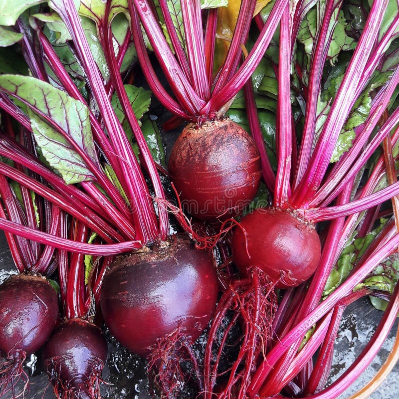Beetroot stock image. Image of harvested, washed, freshly - 118409301
