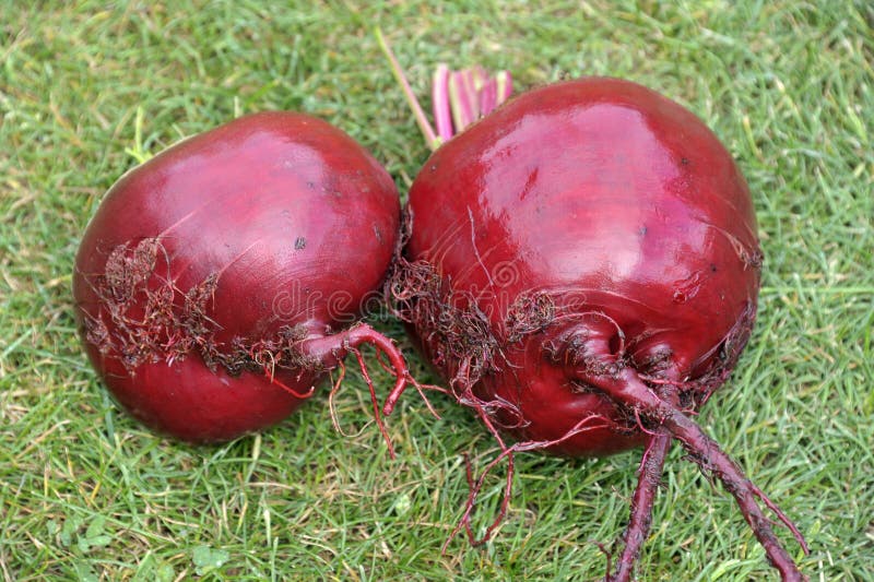 Beetroot Boltardy Stock Photos - Free & Royalty-Free Stock Photos from ...