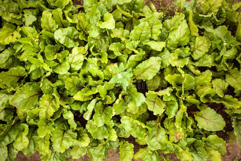 Beetroot Growing in a Garden Stock Photo - Image of beetroot, grown ...