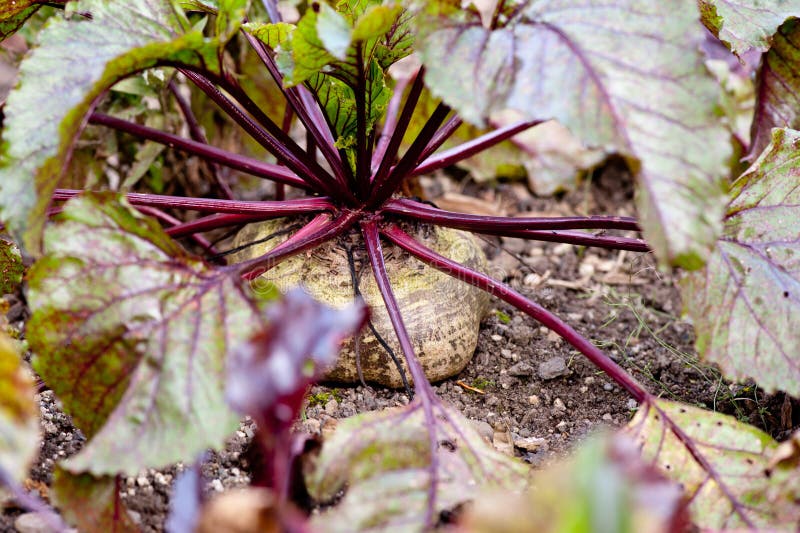 Beetroot in the garden stock photo. Image of garden, kitchen - 53822276