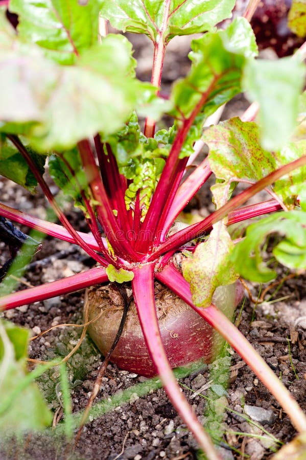 Beetroot in the garden stock image. Image of lush, earth - 53822461