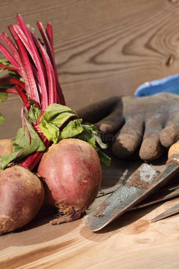 Beetroot garden tools stock image. Image of trowel, tools - 75388633