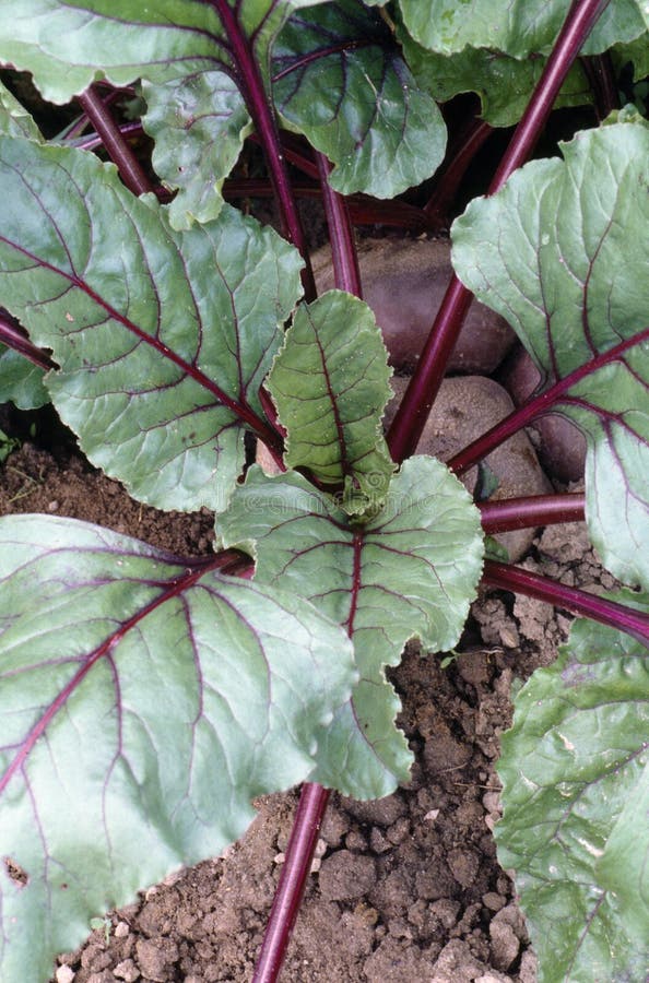 Beetroot in the ground stock photo. Image of natural - 23707226